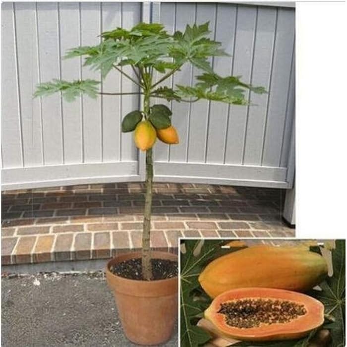 Unlocking the Citrus Magic: A Comprehensive Guide to Growing Yuzu Trees ...