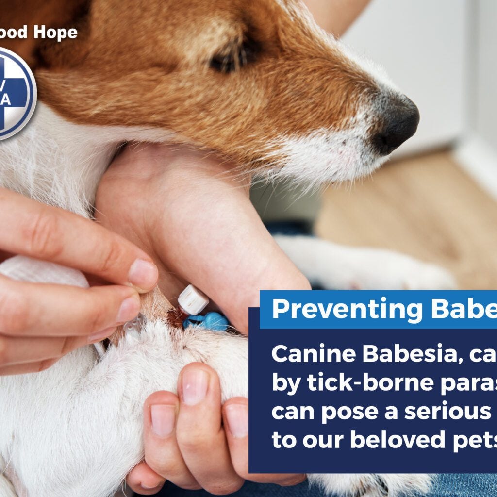 Causes and signs of Theileria. Theileria | by Dr.Shahid Tufail | Medium