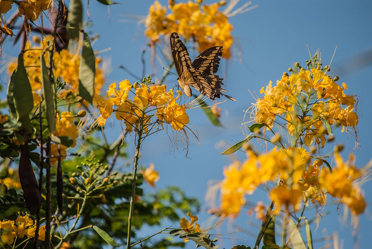 Fibonacci Sequence with Dynamic Programming — C Language | by Márcia Mota | Medium