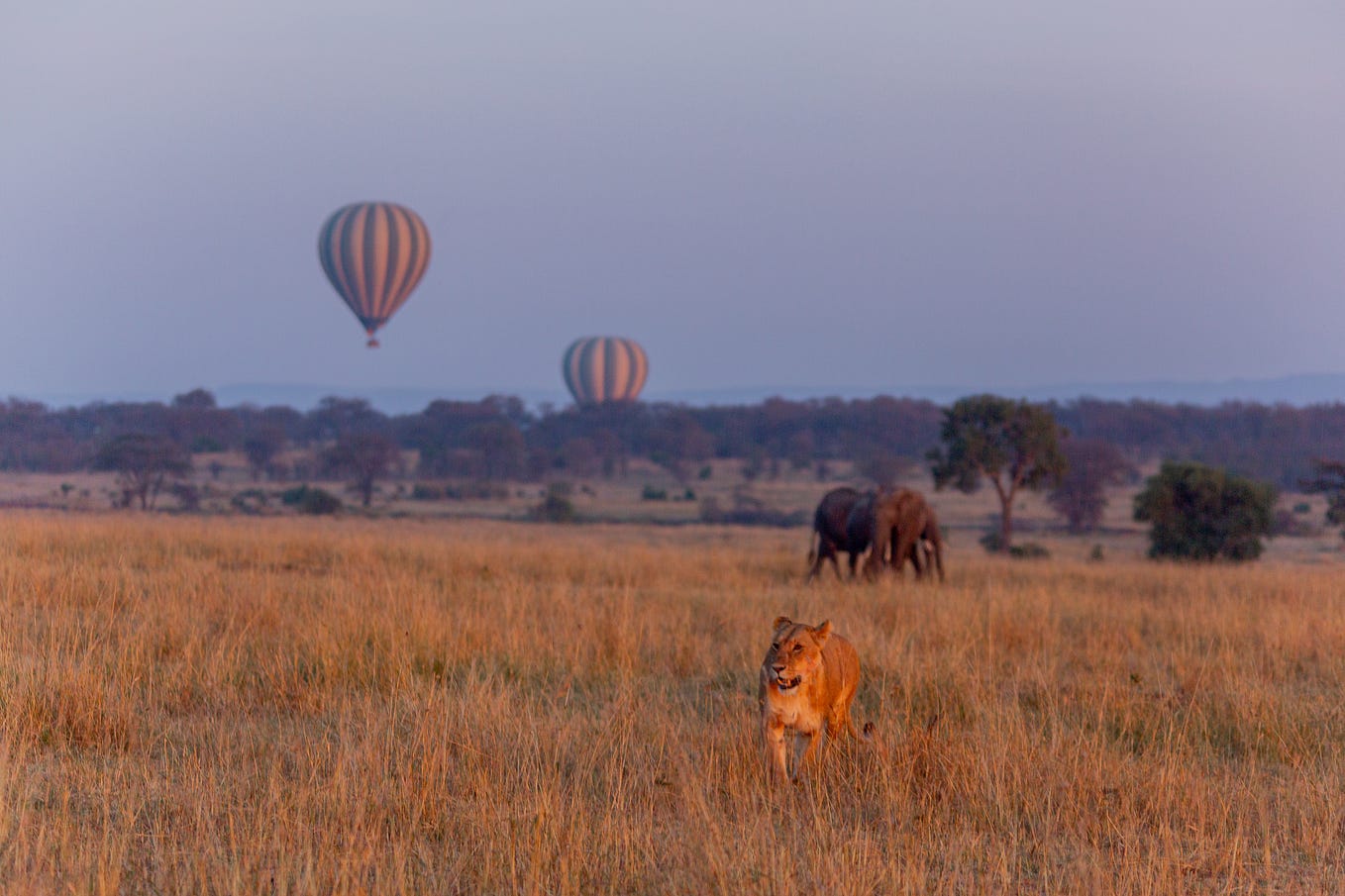 Tanzania Family Safari. Take your loved ones on the greatest… | by ...