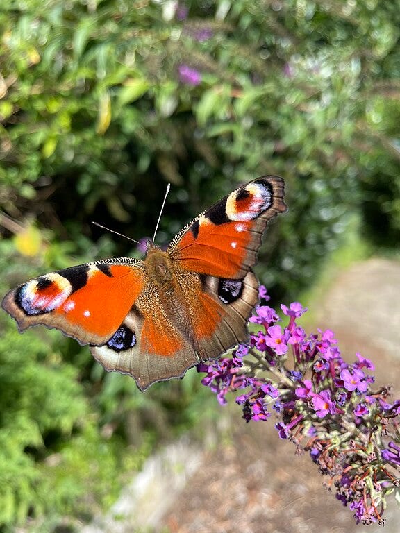 Calculating The Fine Structure Constant 𝛼 And The Electron Mass — Part 6 By The Colour Blog Of