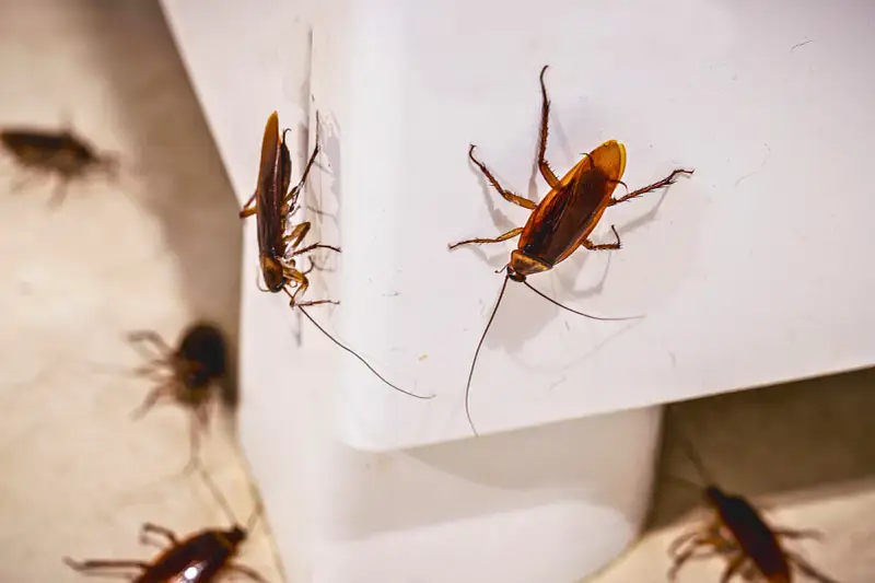 How to Get Rid of Baby Cockroaches? | Medium