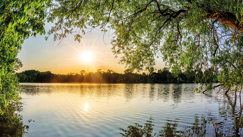 Understanding pH Levels: How to Stabilize Your Pond for Healthy ...