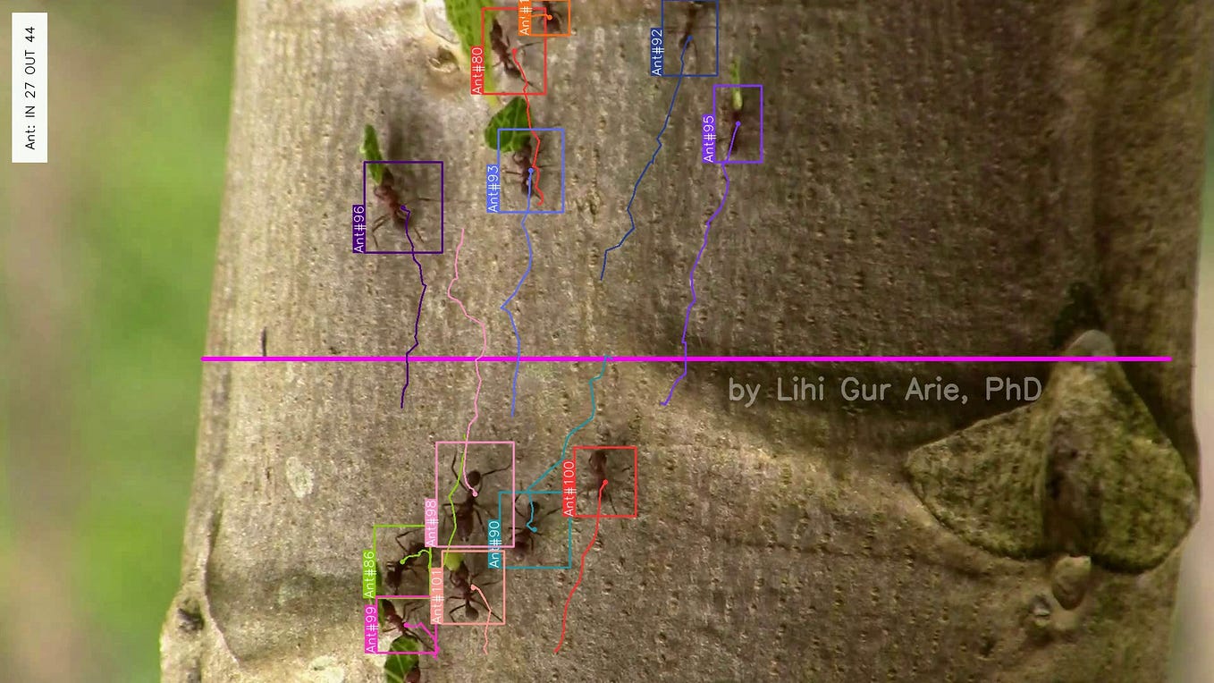 Automatic Labeling With GroundingDino | by Lihi Gur Arie, PhD | Towards Data Science