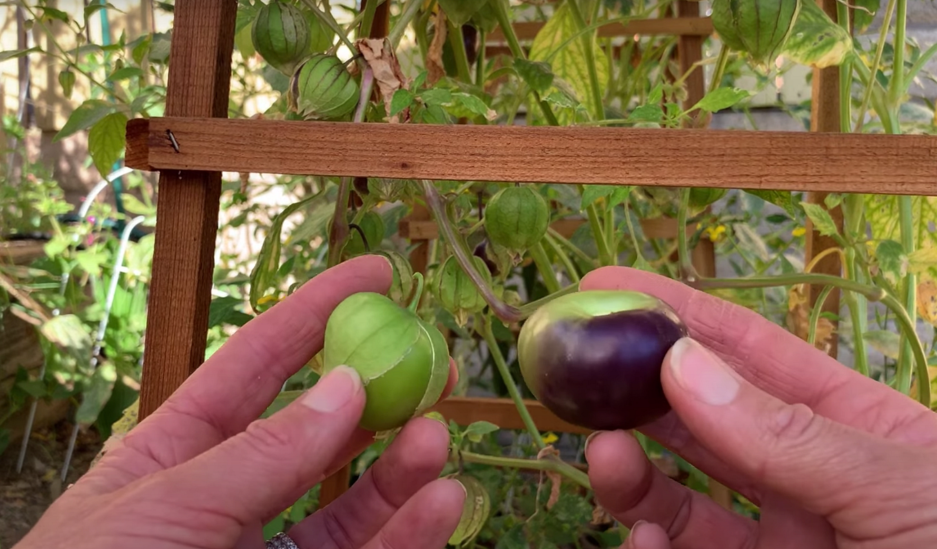 Harvest Cucumber: A Guide to Growing and Enjoying Fresh Cucumbers | by ...