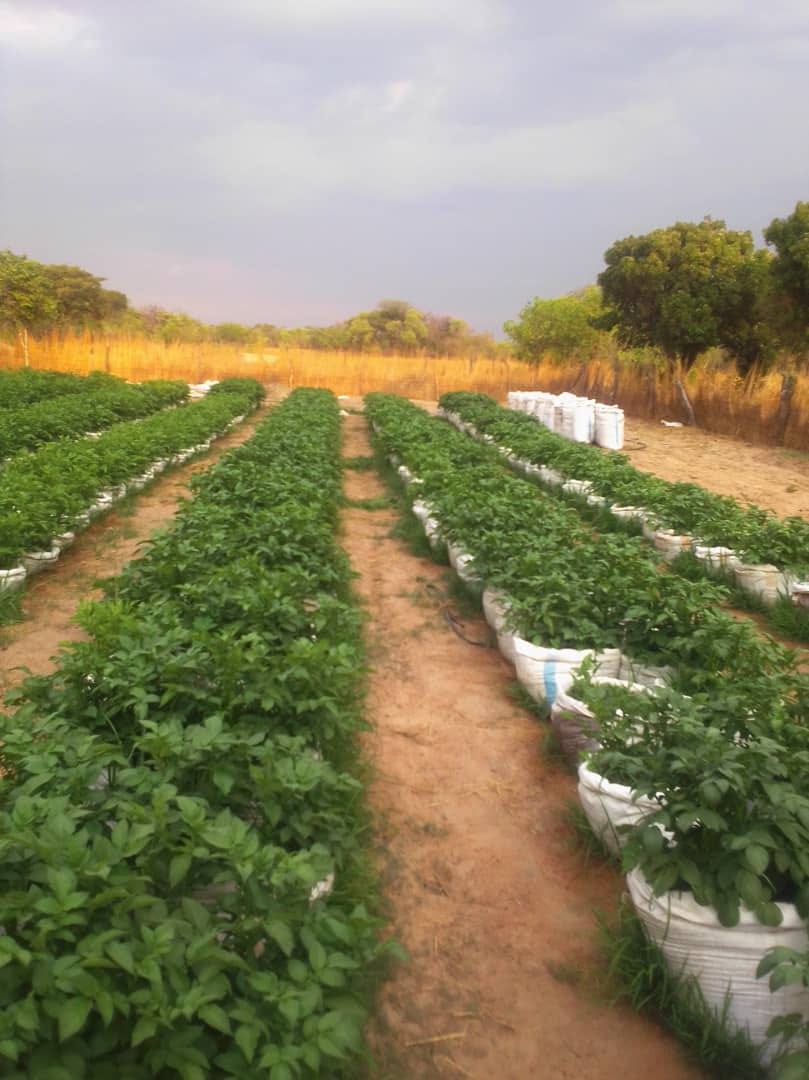 The Impontant Role Of The Agriculture-based clusters | by Elfas Mcloud ...