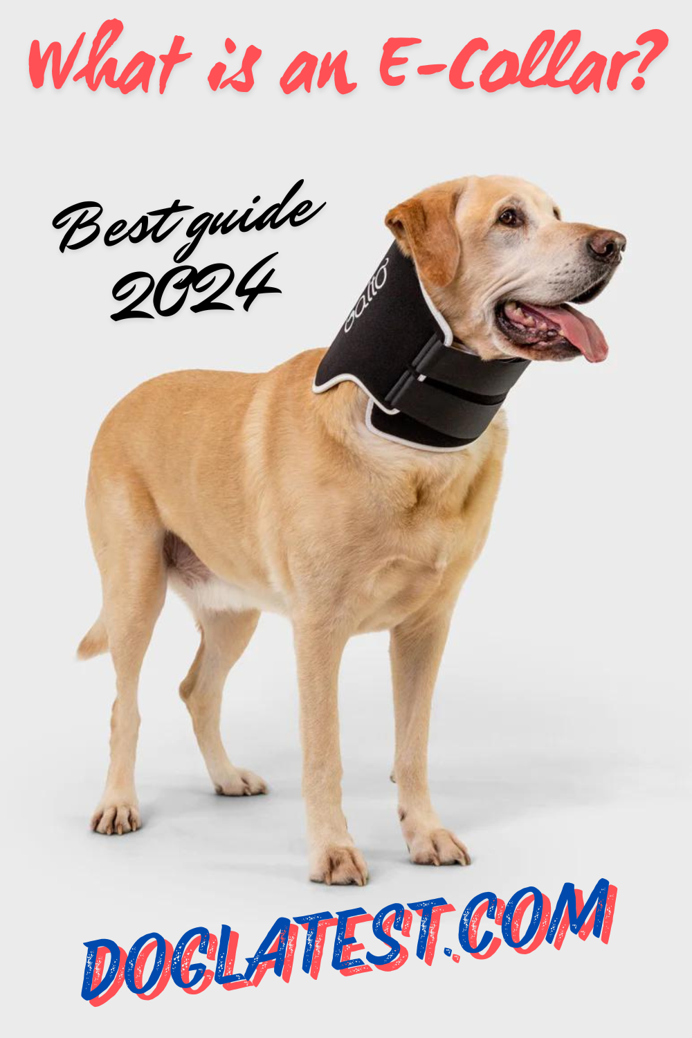 When to Start Dog E-Collar Training: A Quick Guide | by Dog Latest ...