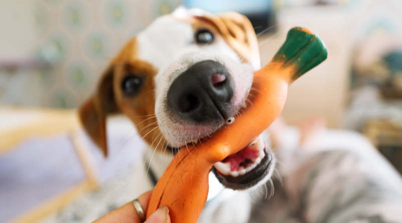 The Pet Safari A Wild Adventure for Animal Lovers | by Pet safari life ...