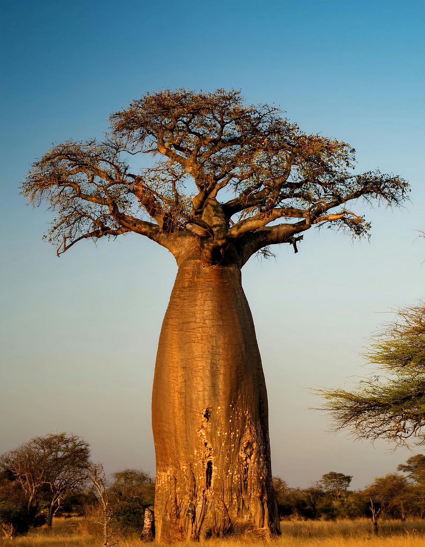Cross-Cultural Communications: Indirect Communication | by Under the Baobab Tree | Apr, 2025 ...
