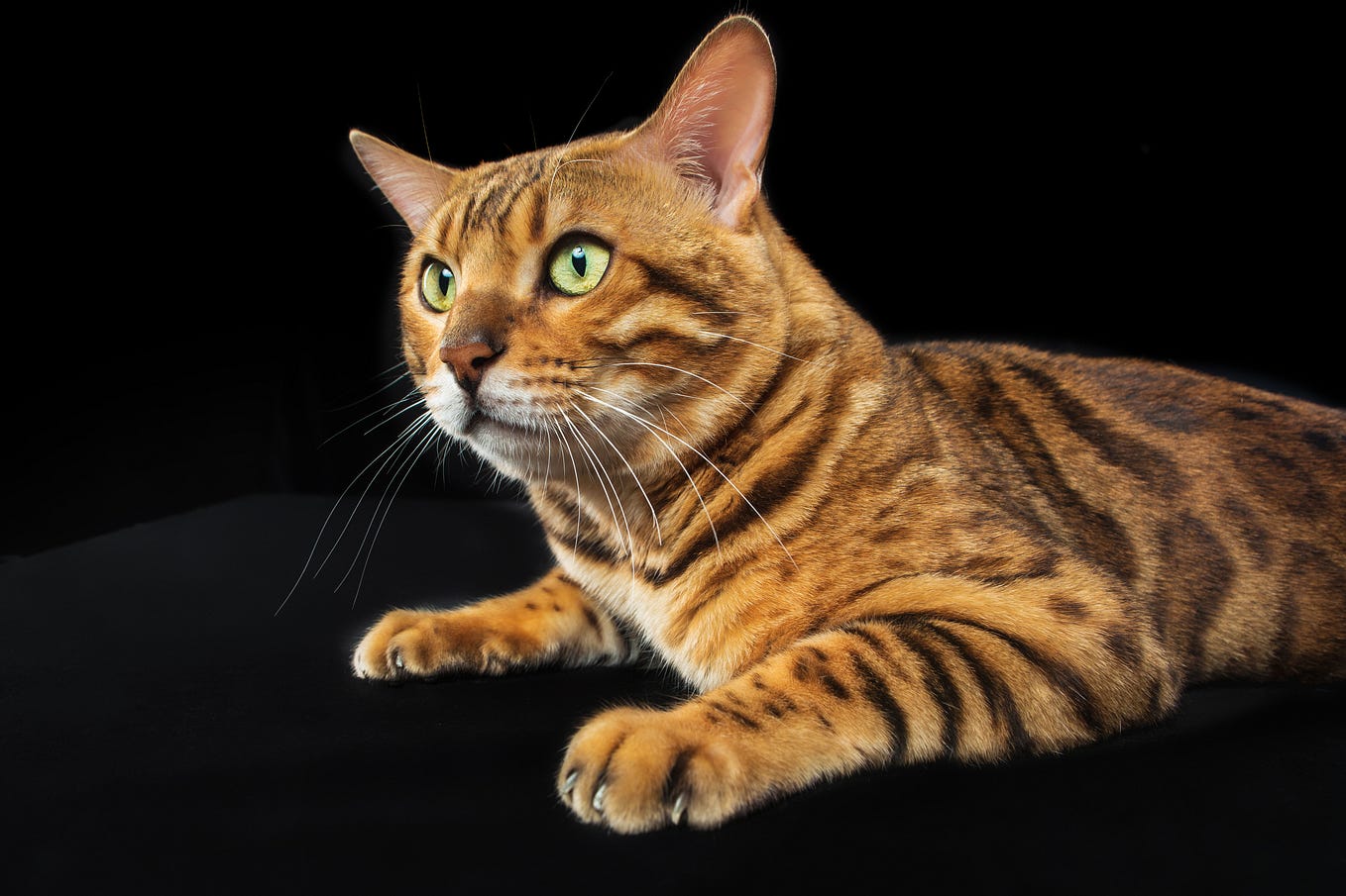 Bengal Mixed With Tabby Cats Breed Fact Info & Pictures - Rafayet Rabbi ...