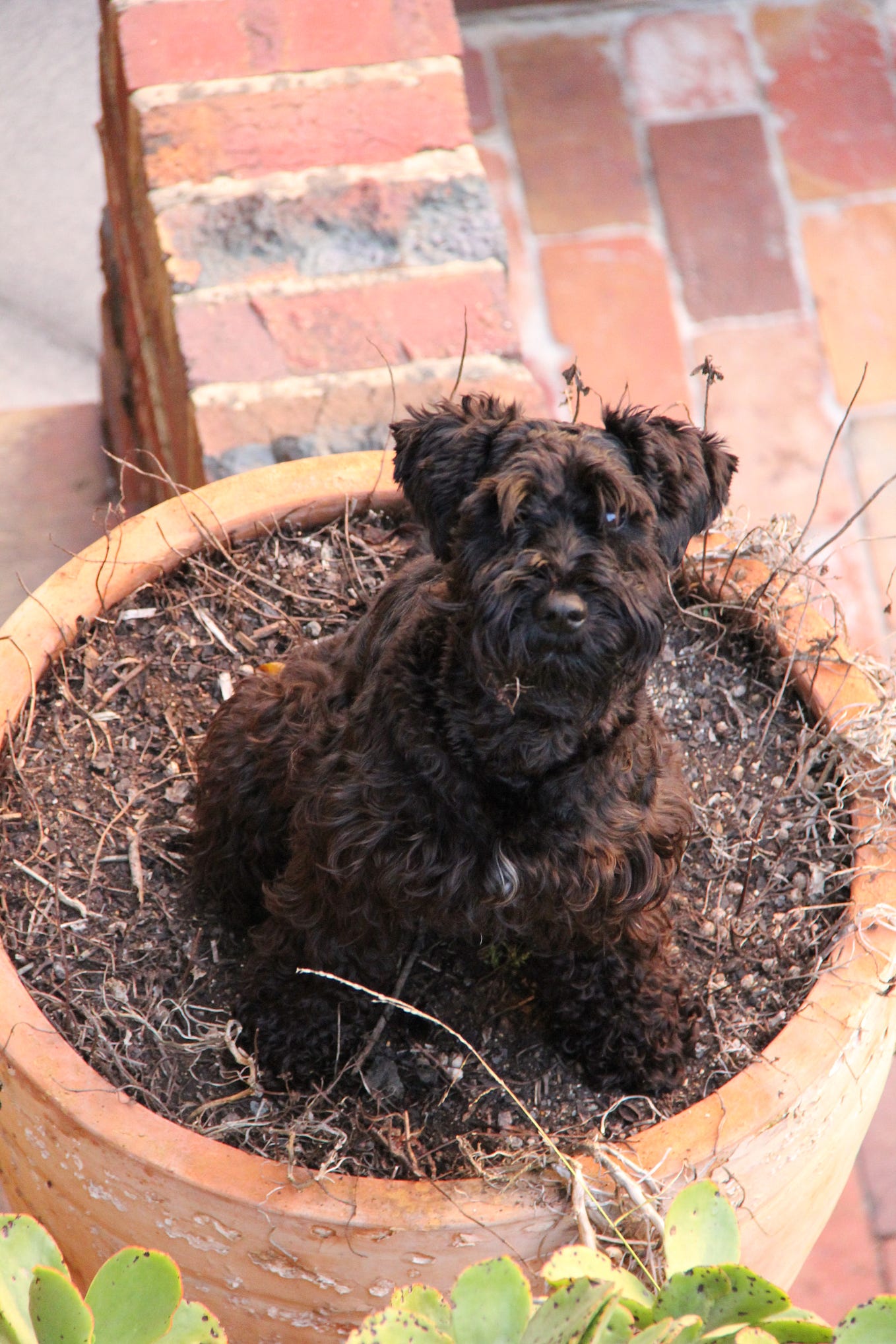 Dealing with dogs with stones of the bladder variety | by Martyn Wild ...