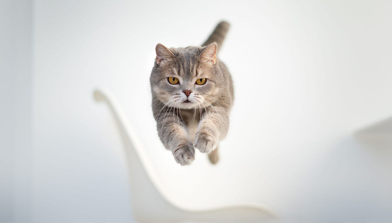 Flask + Bootstrap 5 starter web sites | Variance Digital