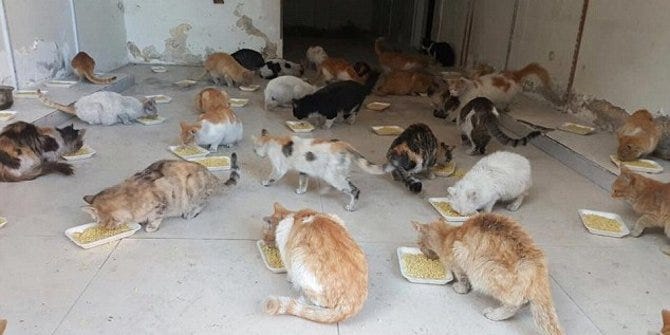 Consequences of Stray Dogs Overpopulation in Asia | by Don Gochi | Medium