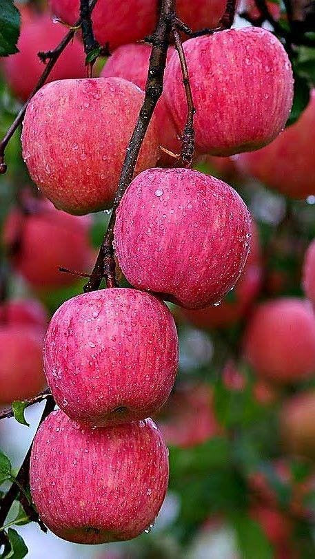 The Life and Bounty of an Apple: A Fruitful Tale | by Fruits Wisdom ...