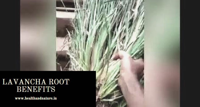 Some Lavancha Root Benefits Which Should Be Known By Everyone | by ...