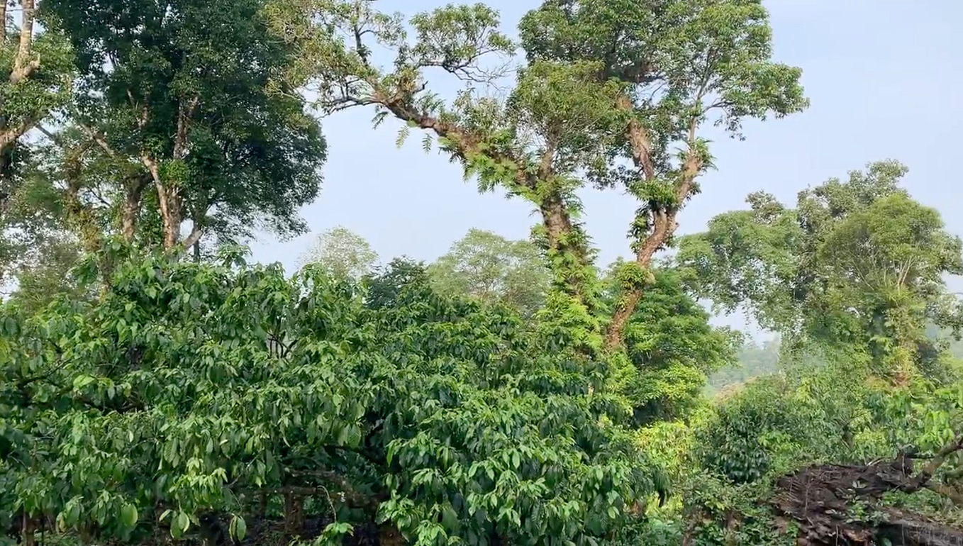 AI in the Wild: Transforming Conservation | by Poonacha Machaiah | Medium