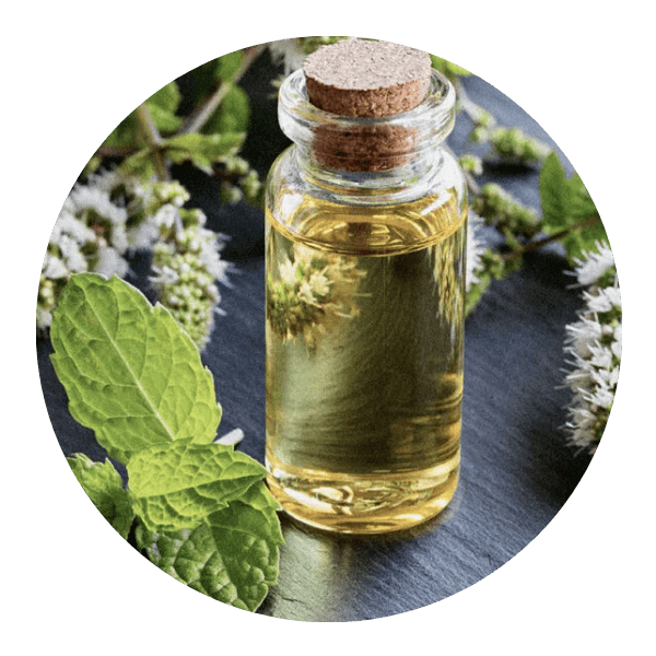 Exploring the Delightful World of Mentha Arvensis Leaf Dry: A ...