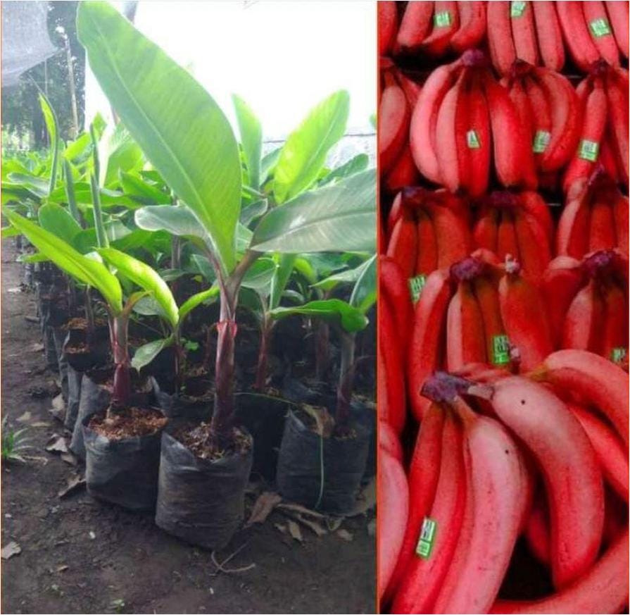 Bibit Pisang Morosebo Import Mini Cebol Buah Warna Hijau Pendek ...