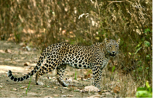 Top 6 Wildlife Sanctuaries and National Parks in India | by Vishal dev ...