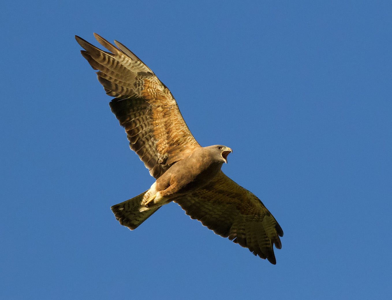 The Birds That Fly Into Cyclones. Streaked shearwaters have adapted to ...