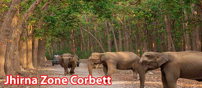 Jim Corbett National Park - Dhikala Zone - Medium