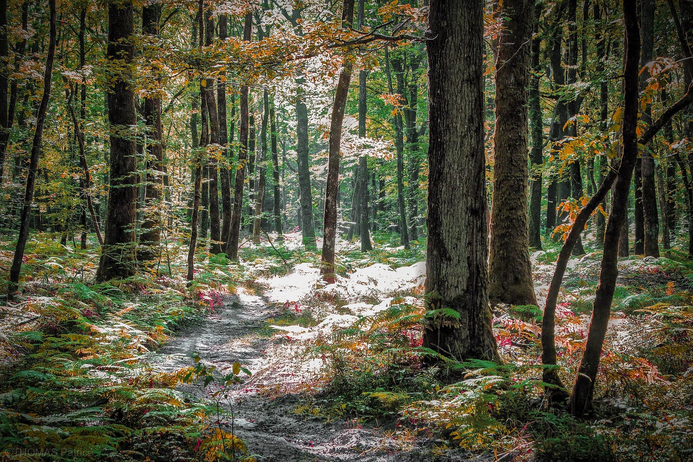 Trying Out Both Random Forest And Decision Tree Classifier On Mnist Using Scikit Learn By Kaku