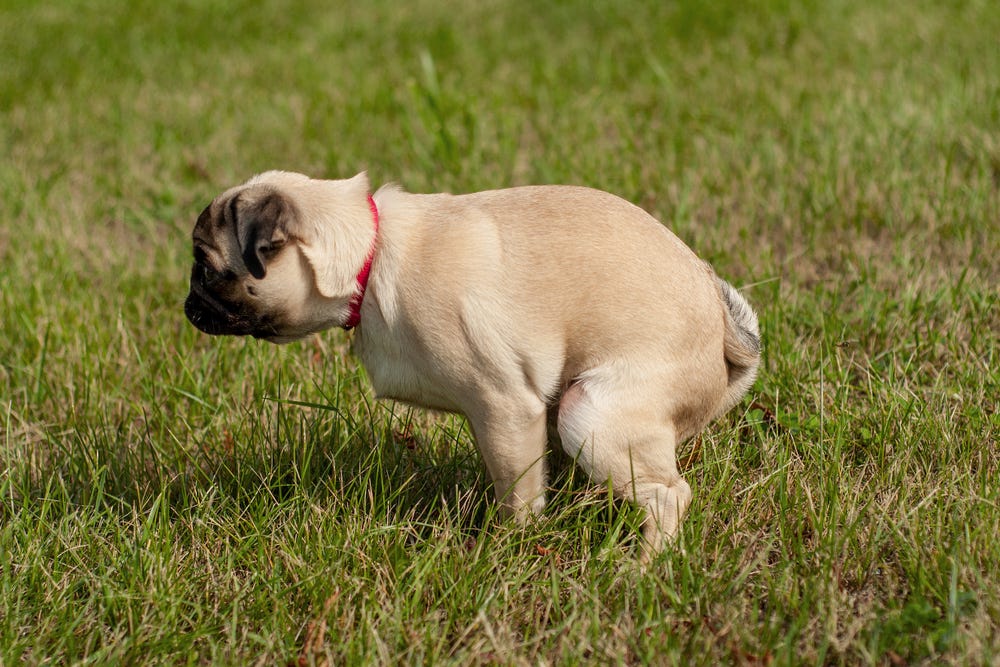 Understanding Dog Dental Problems | by Dogs Zoology | Aug, 2023 | Medium