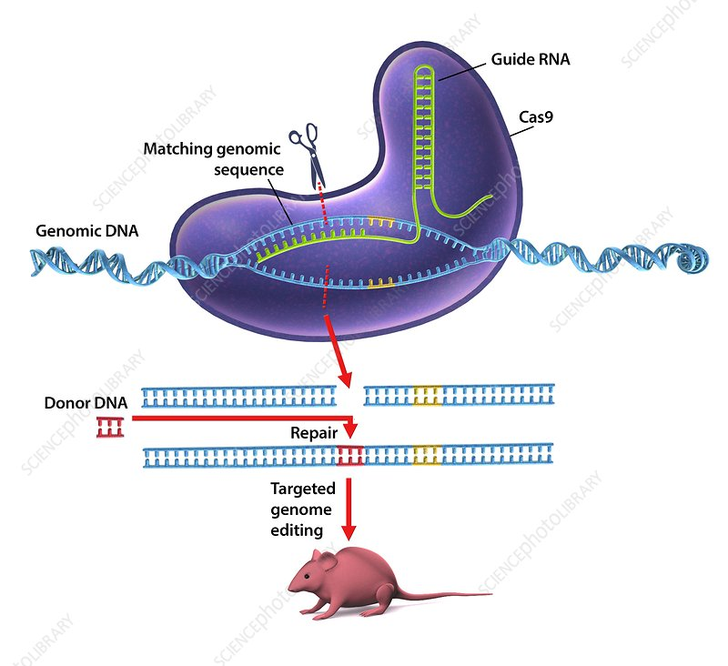 CRISPR and it’s capabilities for Cancer Immunotherapy | by Erwin Wang ...