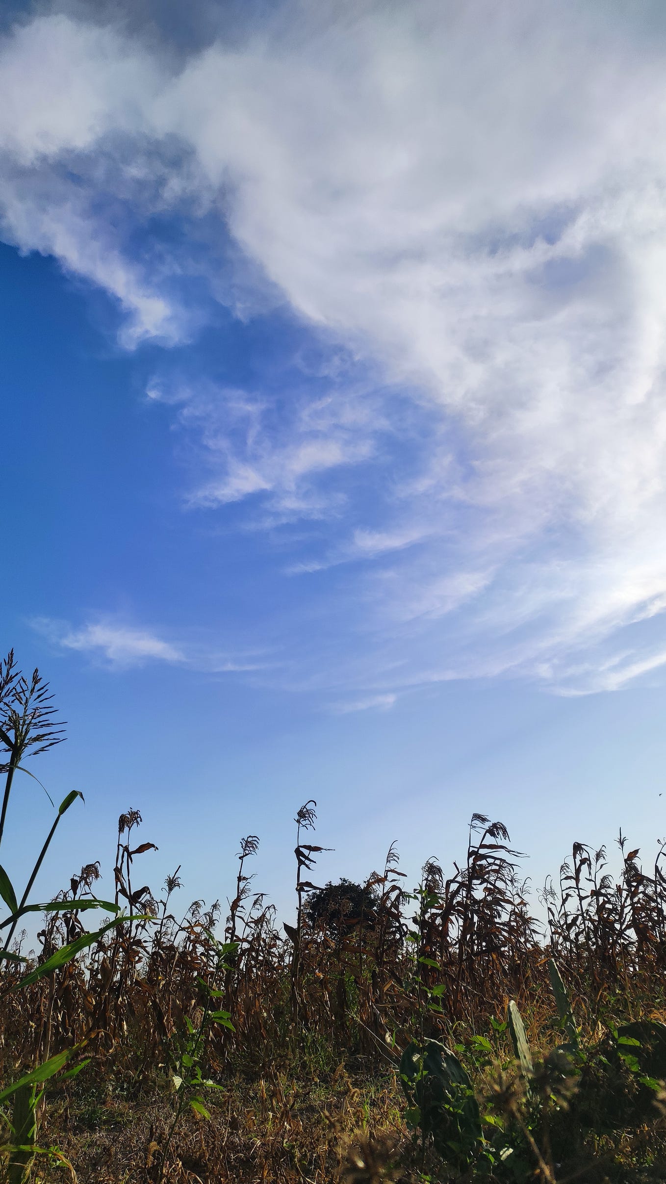 El ojo blindado - Nicolás - Medium