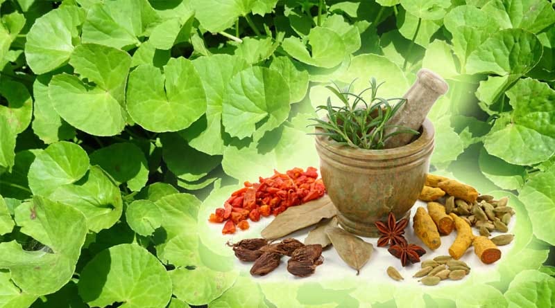 6 Indian Ayurvedic Medicines Which Work Just Magical | by Tentaran ...