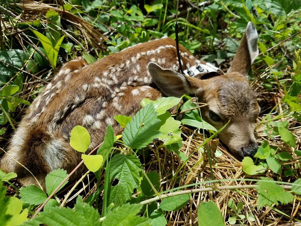 Sighting-in my rifle. by Jeff Barnard, AP environmental… | by MyODFW ...