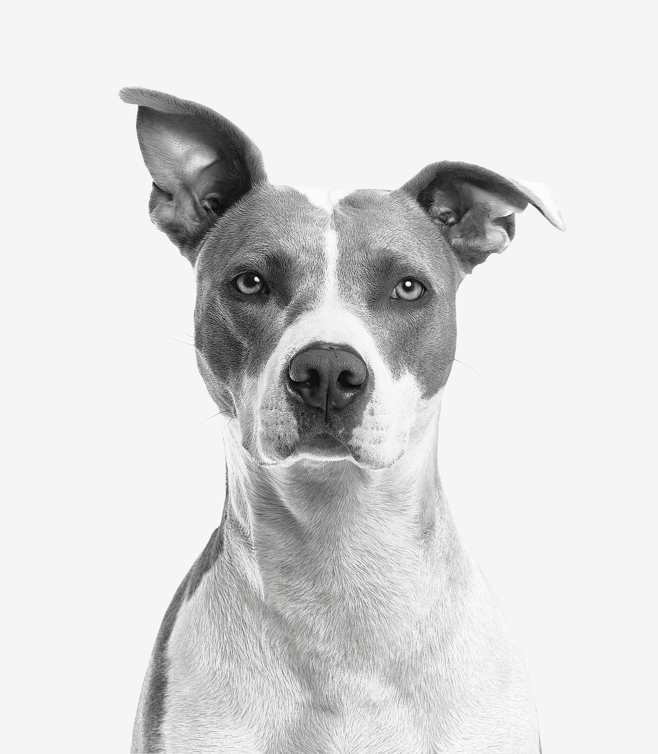 Listen Like a Dog? Mendengarkan Orang Lain Seperti Seekor Anjing? Kita ...