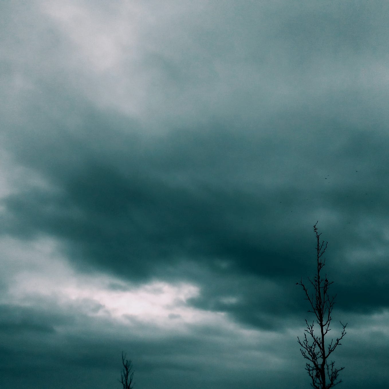 From Roots to APIs: Digitizing Plant Data for a Greener Tomorrow | by ...