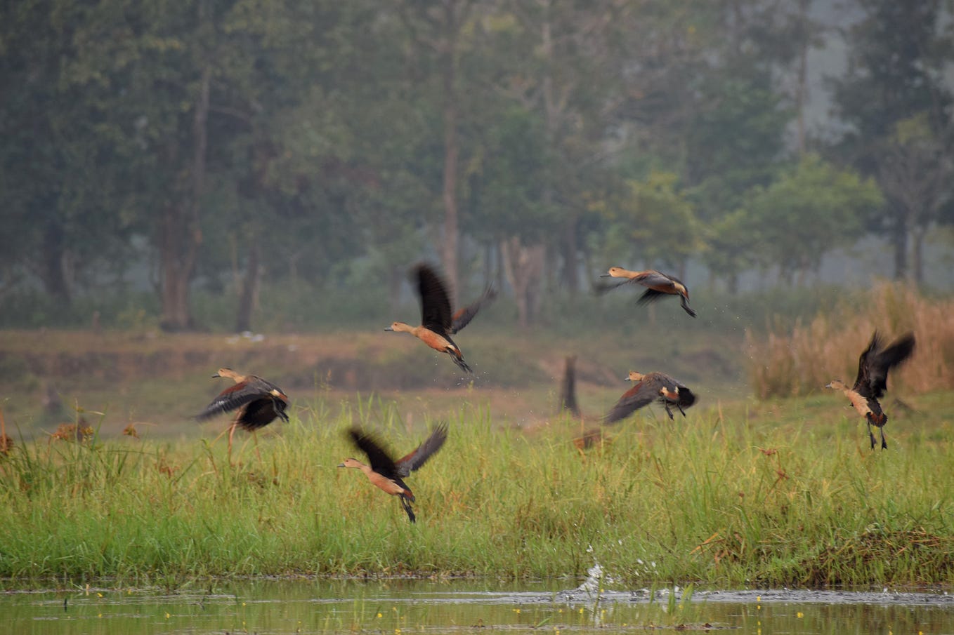 Migratory Birds Photography in Assam | Full Frame