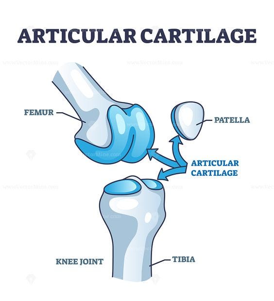 Understanding Articular Cartilage Disorders: Causes, Symptoms, and ...