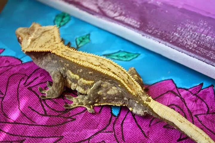 How To Breed Crested Geckos. So you want to breed your crested… | by ...
