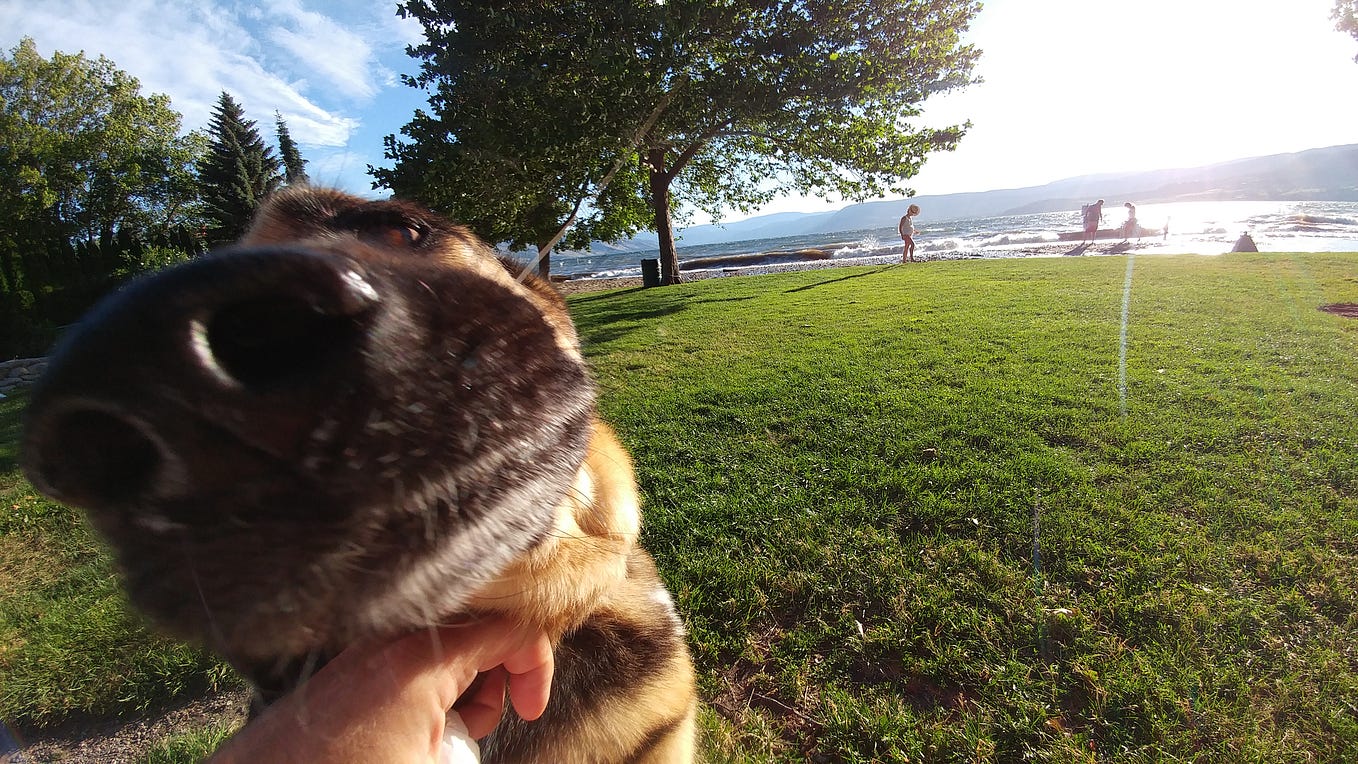 How to build advanced Chrome Extensions with React | by Jesse Korzan ...