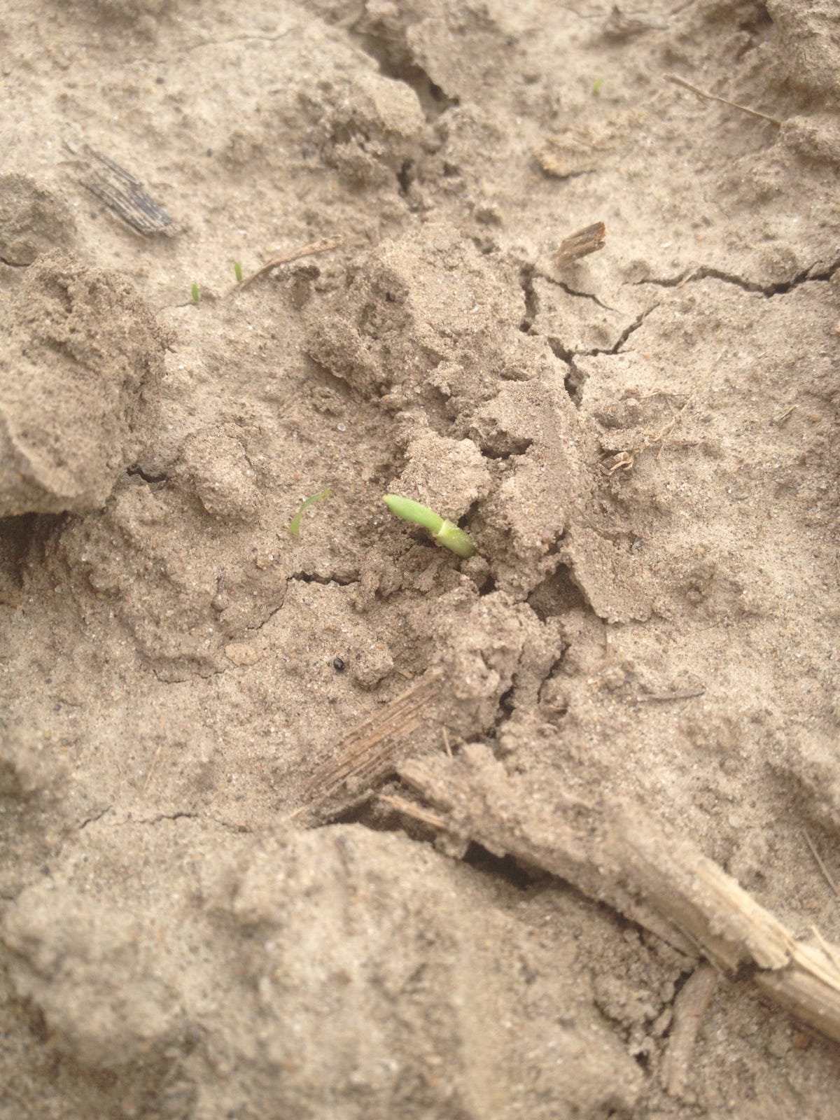 The Rookie Corn Planter. As I eased into the padded seat of the… | by Nick Weber | Medium