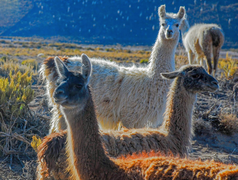 Android 13 Notification Runtime Permission | by Shaikabdullafaizal | Medium