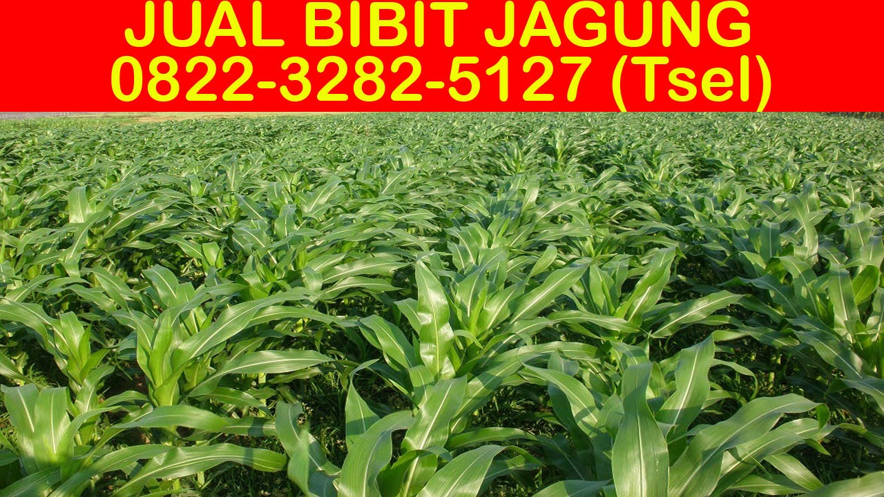 0822–3282–5127 (Tsel), Penjual Benih Jagung | by Jual Bibit Jagung | Medium