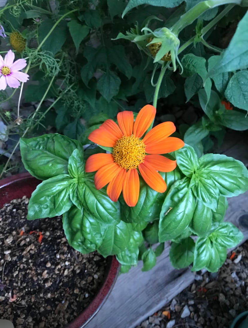 My pleasure! xoxo - Teresa Carol - Medium