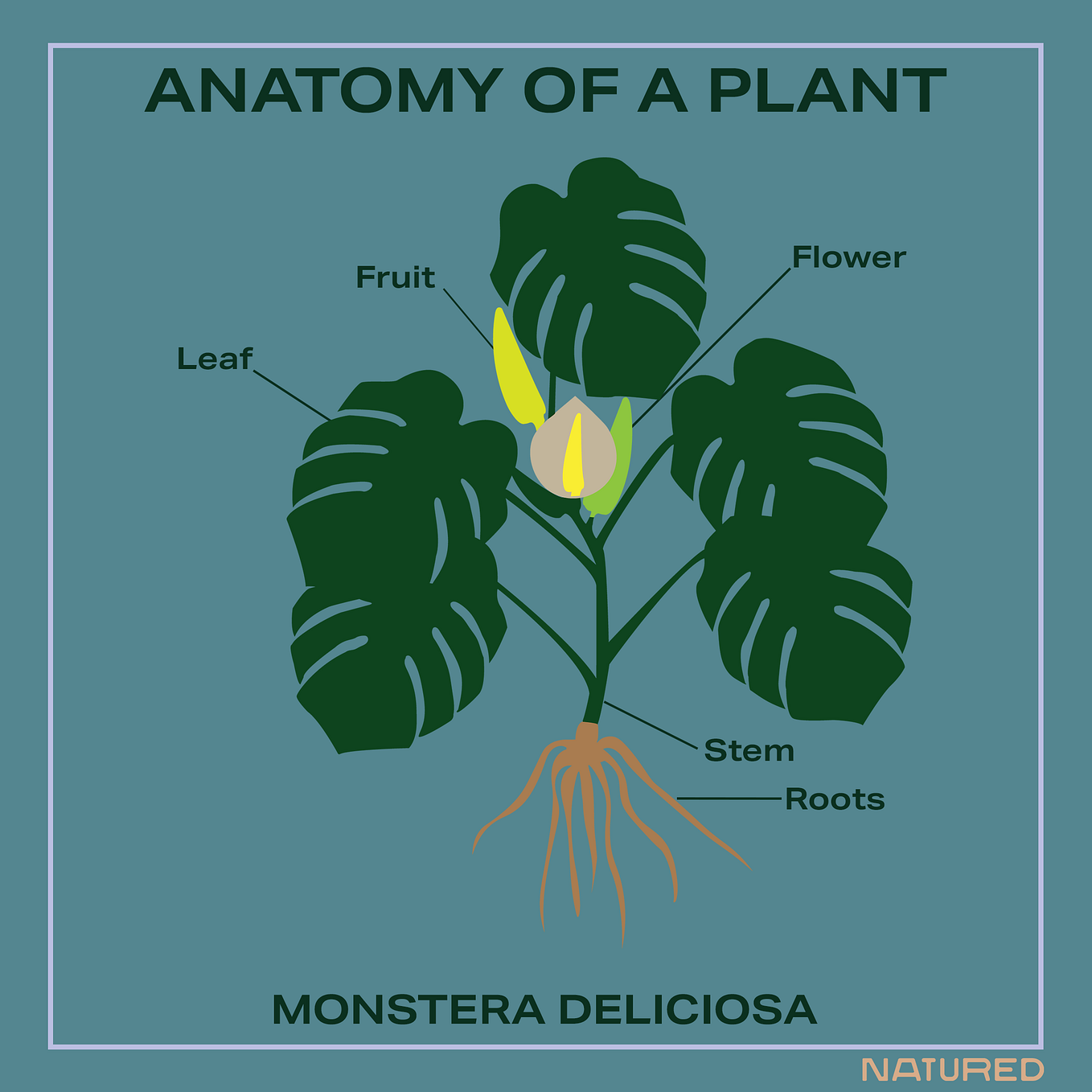 How Sound Reveals the Similarities Between Humans + Plants | by Natured ...