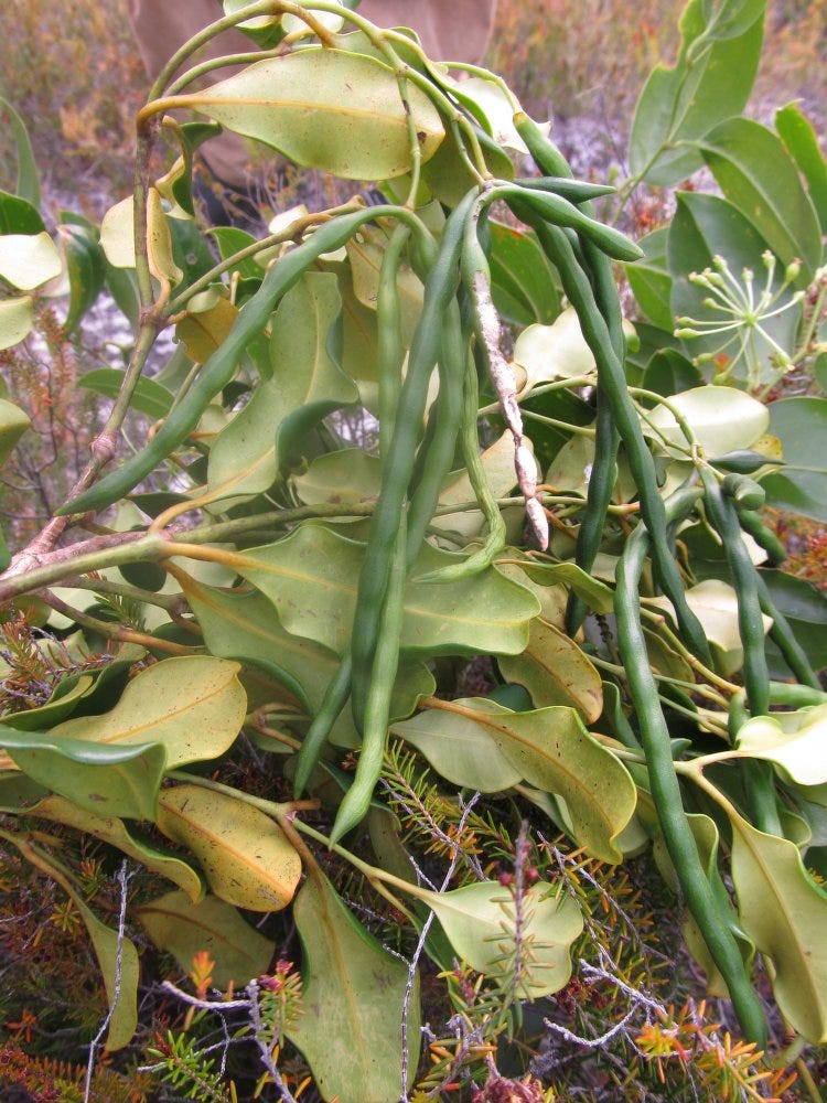 Medicinal plants used in Southeastern Madagascar (plant V) Cinnamosma ...