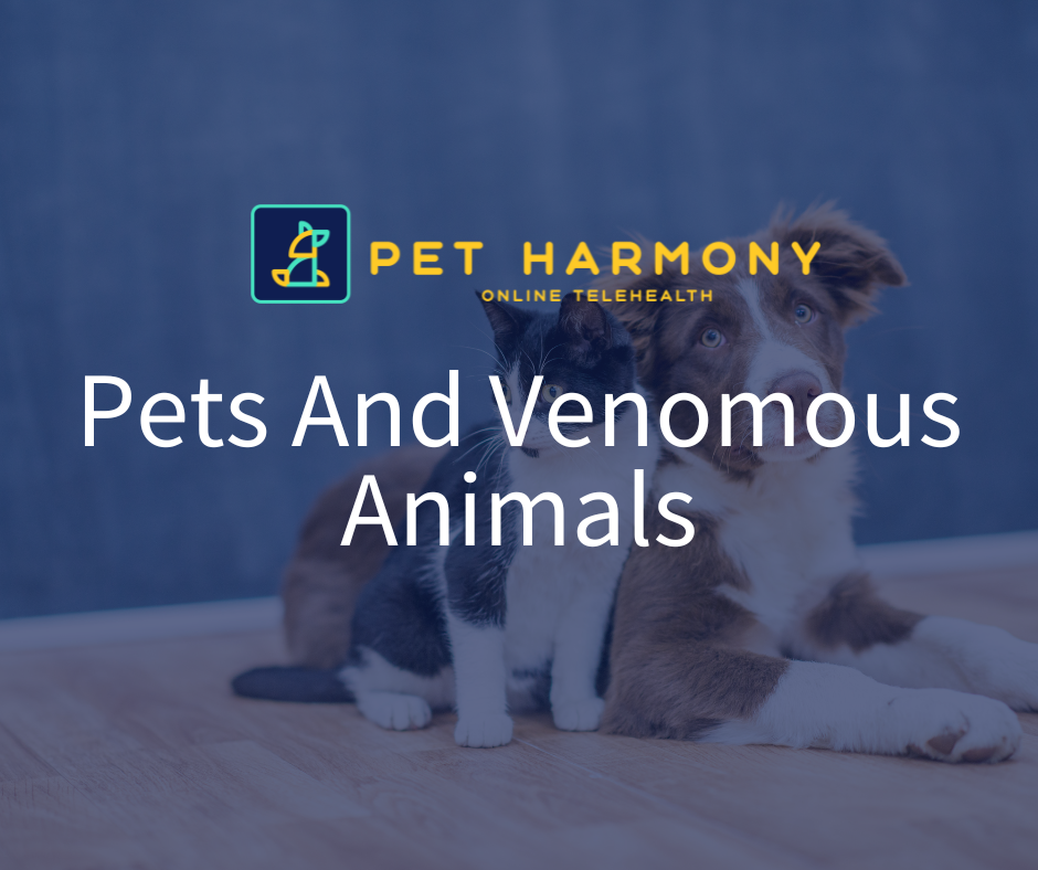 What Colors Do Dogs See Best?. Have you ever wondered how our… | by Pet Harmony | Medium