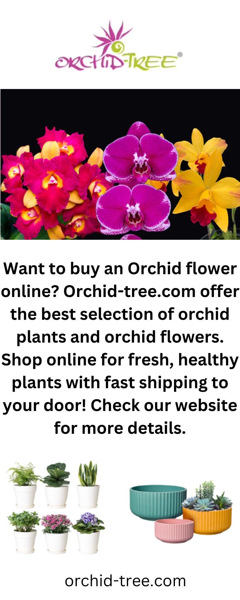 Moth Orchid Flower Colors | Orchid-tree.com - Enticing Flowers - Medium