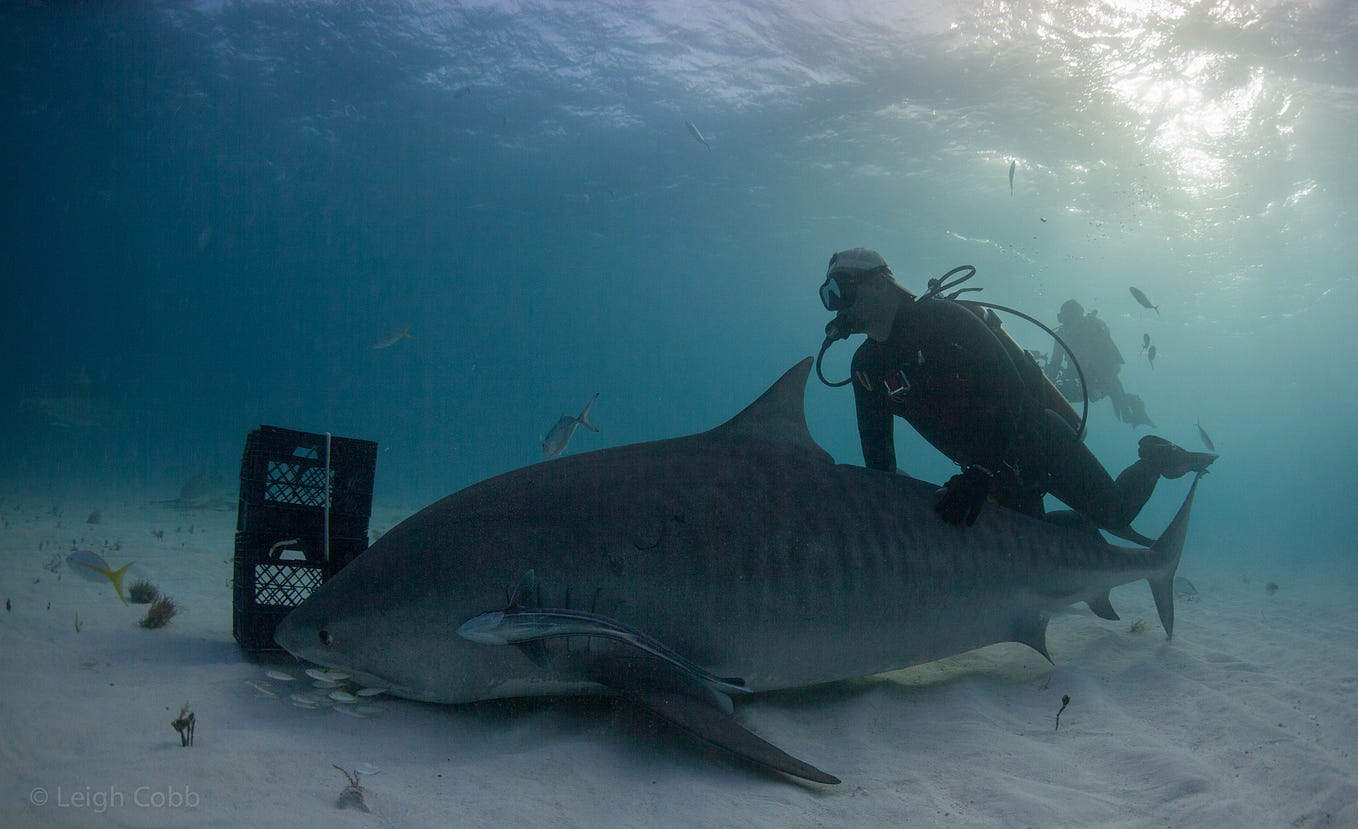 Shark Season Begins…. Well it’s now a week of packing and… | by Eli ...