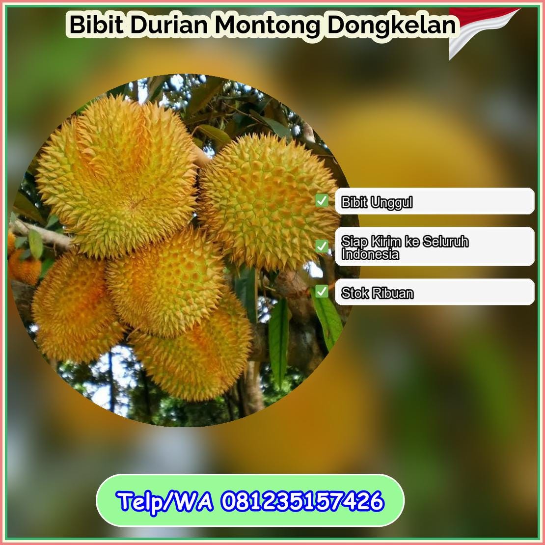 Bibit Durian Duri Hitam Kaki 3 — Ochee Kota Malang Terlengkap | by faresta bibit | Medium