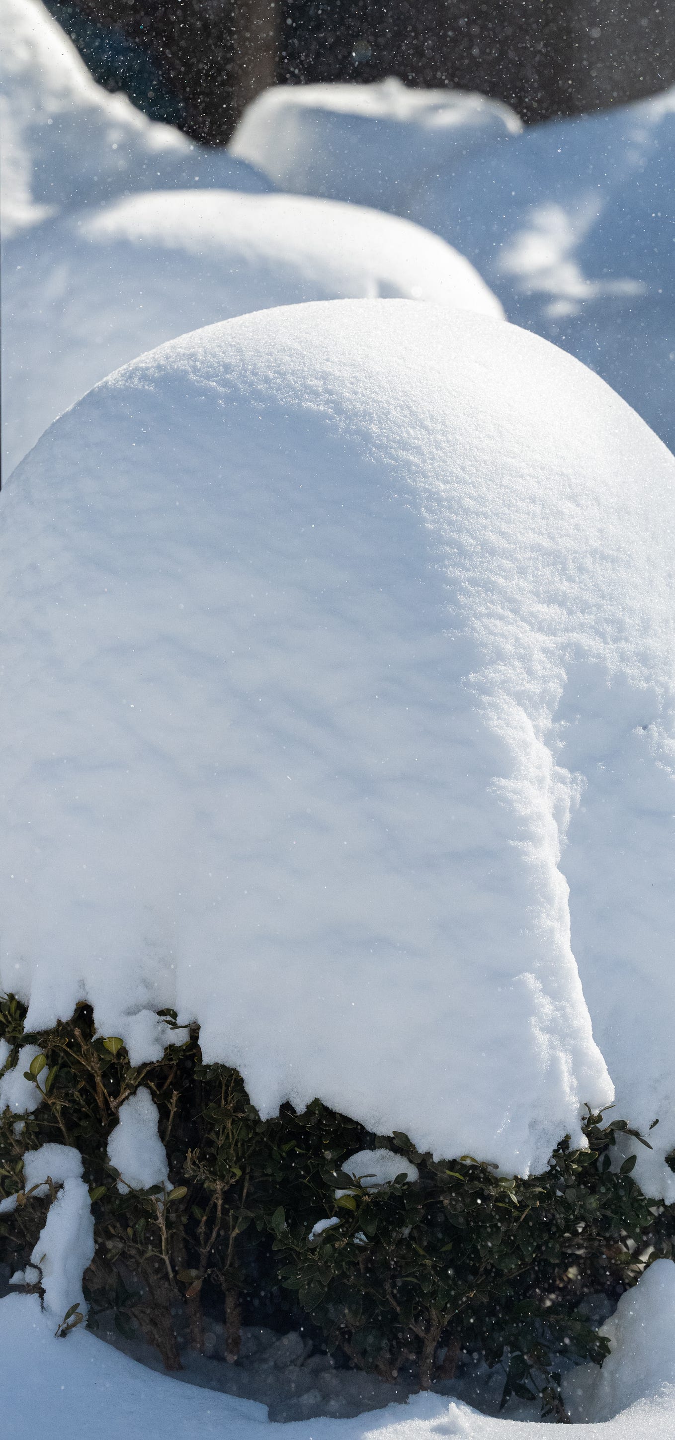 Screaming Sweet and Sour Pork into the Void | by Lucy Dan 蛋小姐 (she/her ...