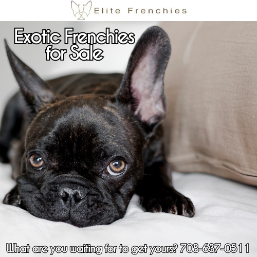 Exotic French Bulldogs for Sale - Elite Frenchies - Medium