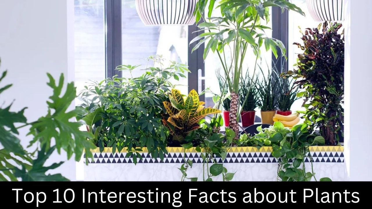 Interesting Facts about Trees — Coolest Fact | by Coolest Fact | Medium